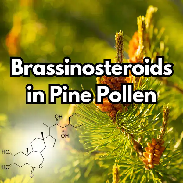 Brassinosteroids in Pine Pollen